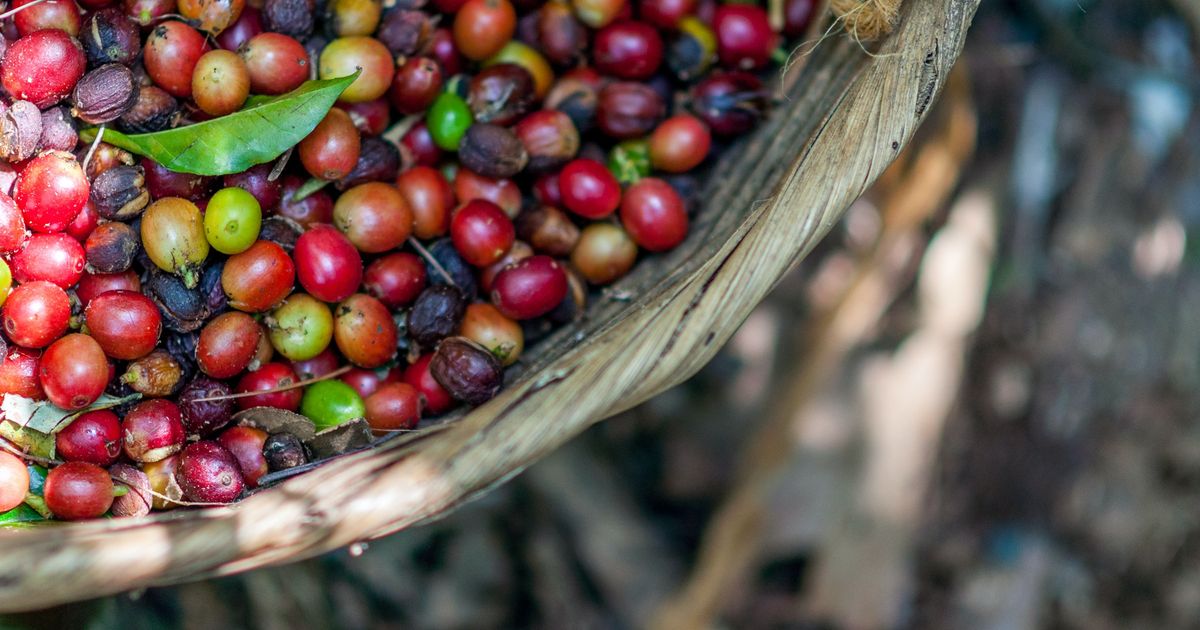 การเดินทางของเมล็ดกาแฟ - Coffee Processing - cafn.co